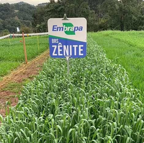 Triticale BRS Zênite - Pasto Forte