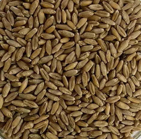 Triticale BRS Zênite - Pasto Forte